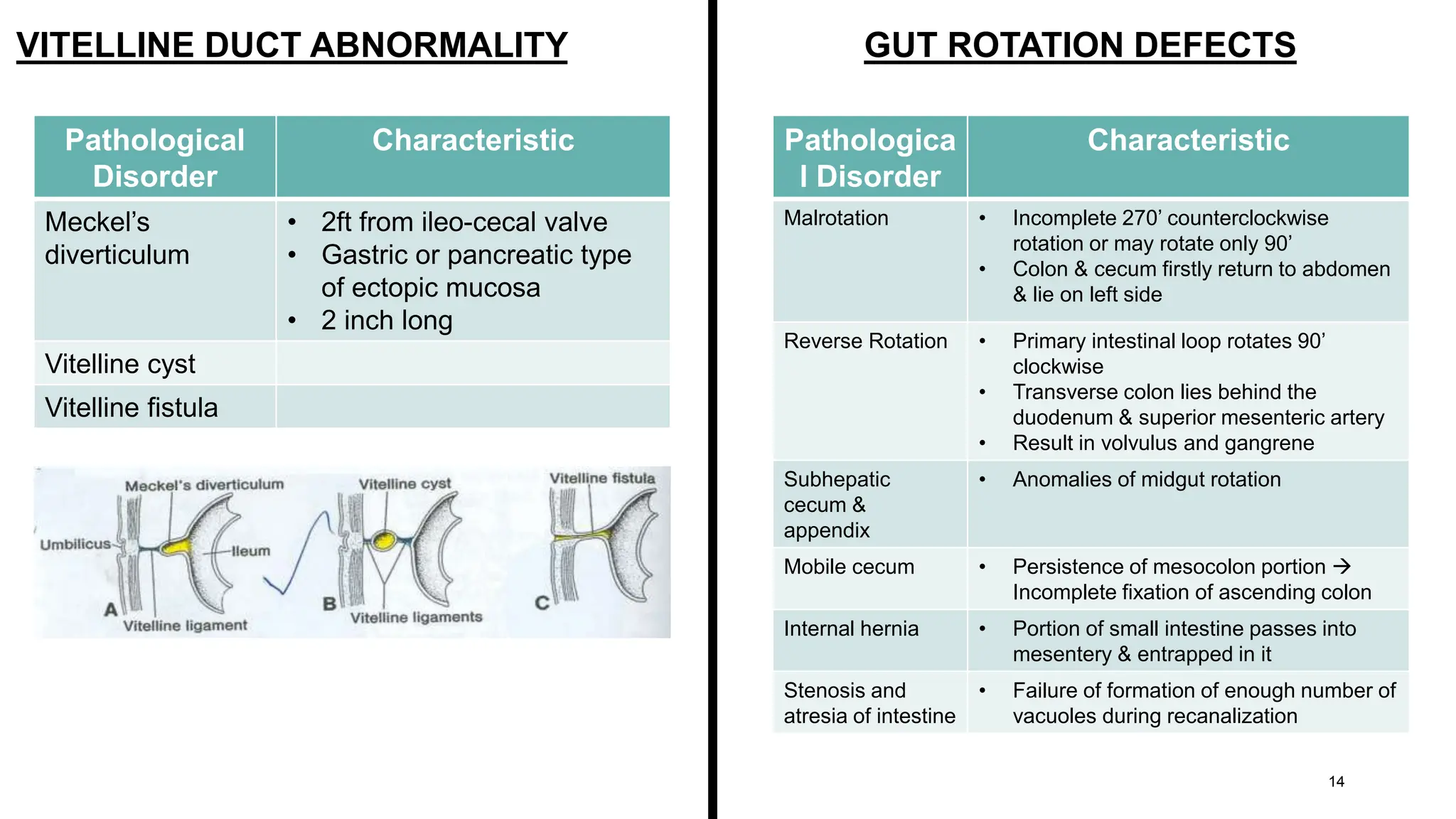 GIT Development Summary (Embroyology).pptx