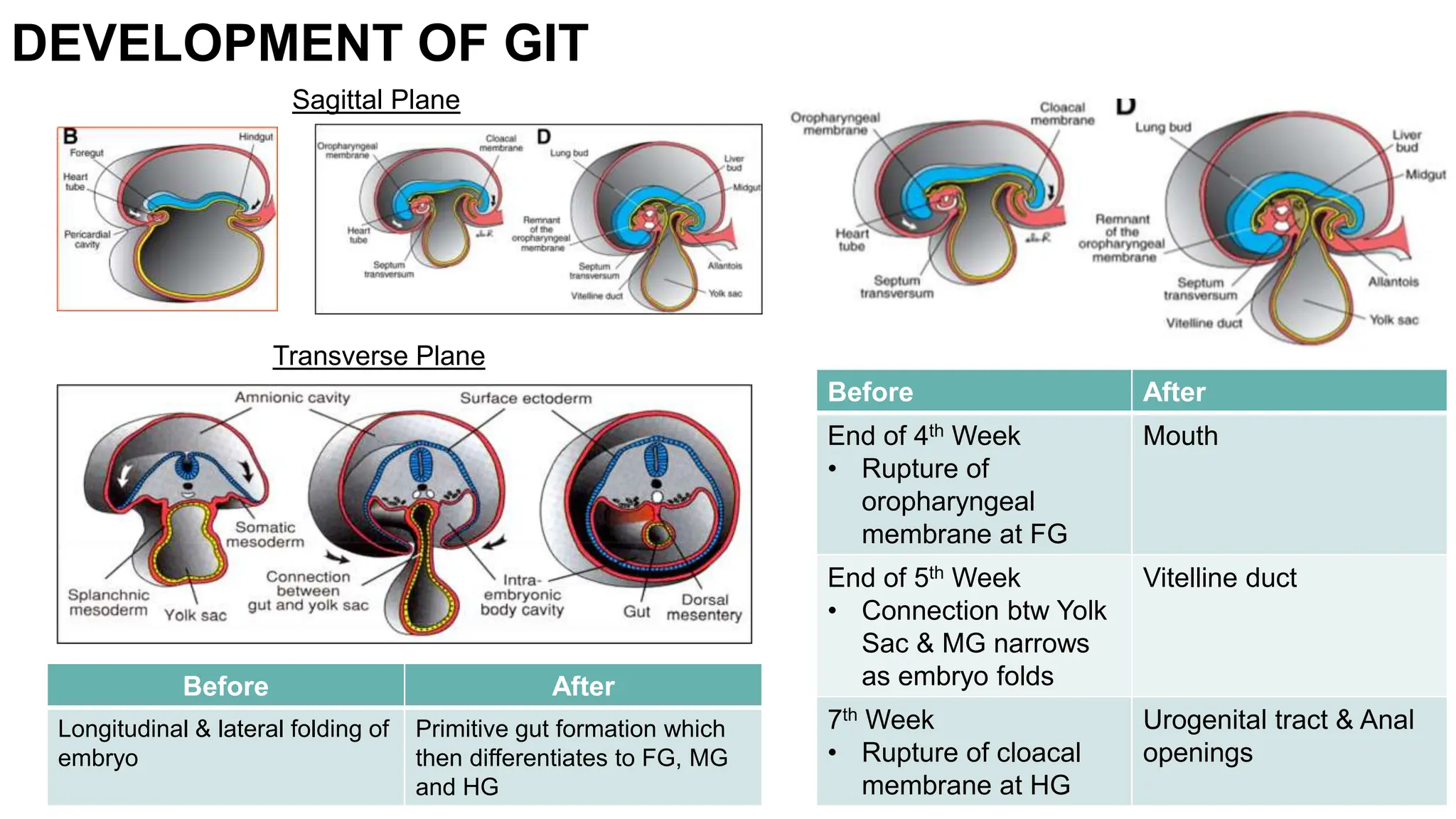 GIT Development Summary (Embroyology).pptx