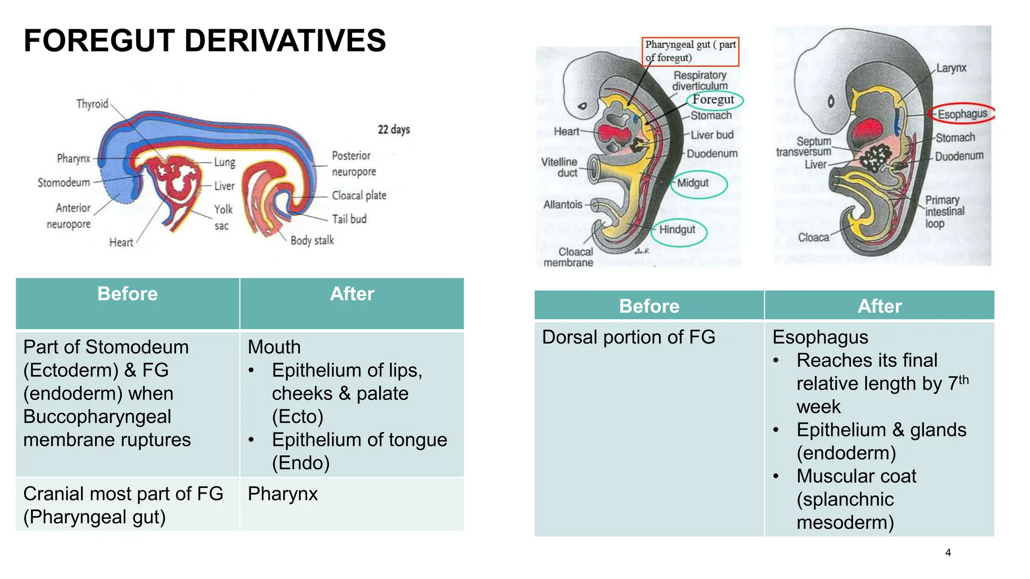 GIT Development Summary (Embroyology).pptx