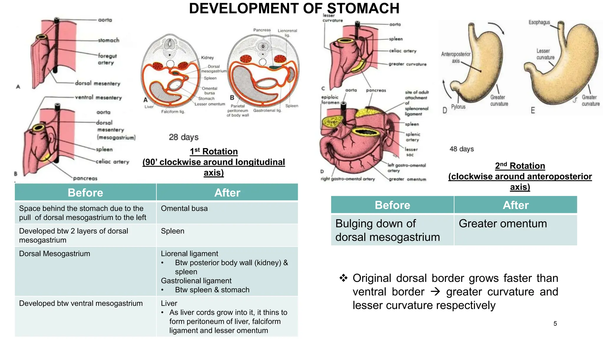 GIT Development Summary (Embroyology).pptx