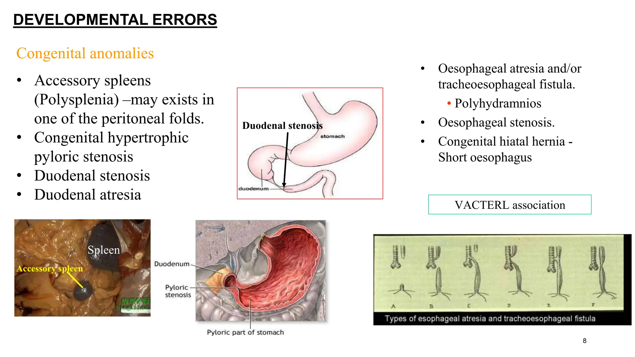 GIT Development Summary (Embroyology).pptx