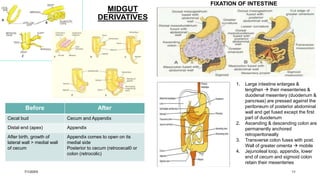 GIT Development Summary (Embroyology).pptx