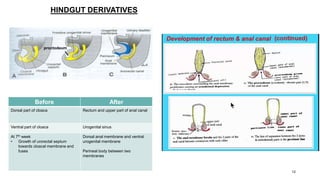 GIT Development Summary (Embroyology).pptx