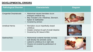 GIT Development Summary (Embroyology).pptx