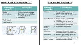 GIT Development Summary (Embroyology).pptx