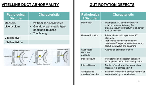 GIT Development Summary (Embroyology).pptx | Digestive Disorders ...
