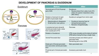 GIT Development Summary (Embroyology).pptx
