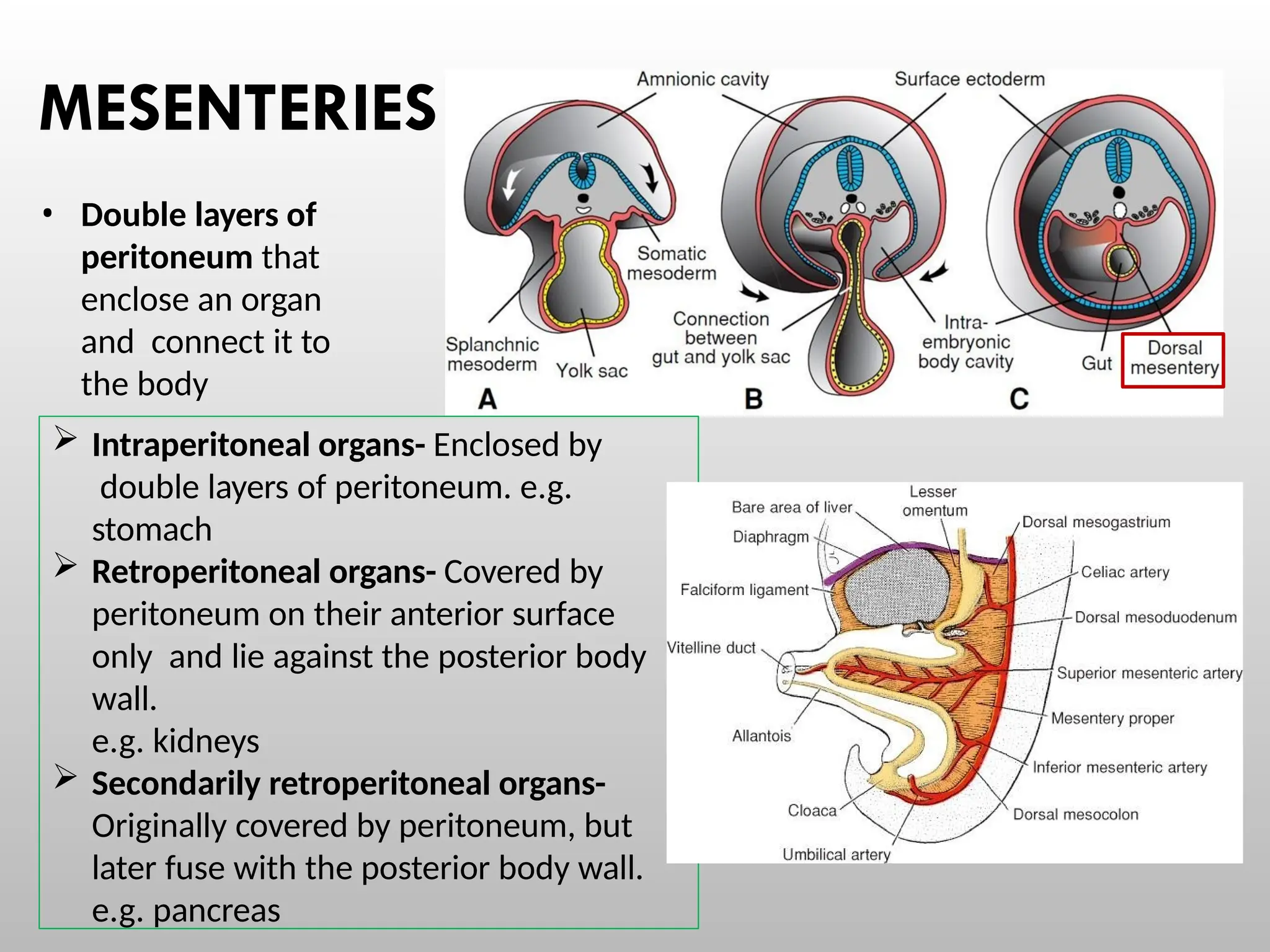 Embryology of the Gastrointestinal Tract with Radiological Correlation ...
