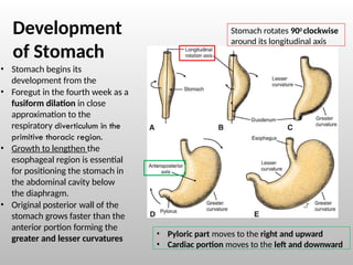 Embryology of the Gastrointestinal Tract with Radiological Correlation ...