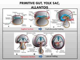 Embryology of the Gastrointestinal Tract with Radiological Correlation ...