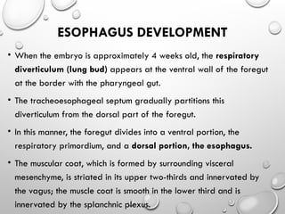Embryology of the Gastrointestinal Tract with Radiological Correlation ...