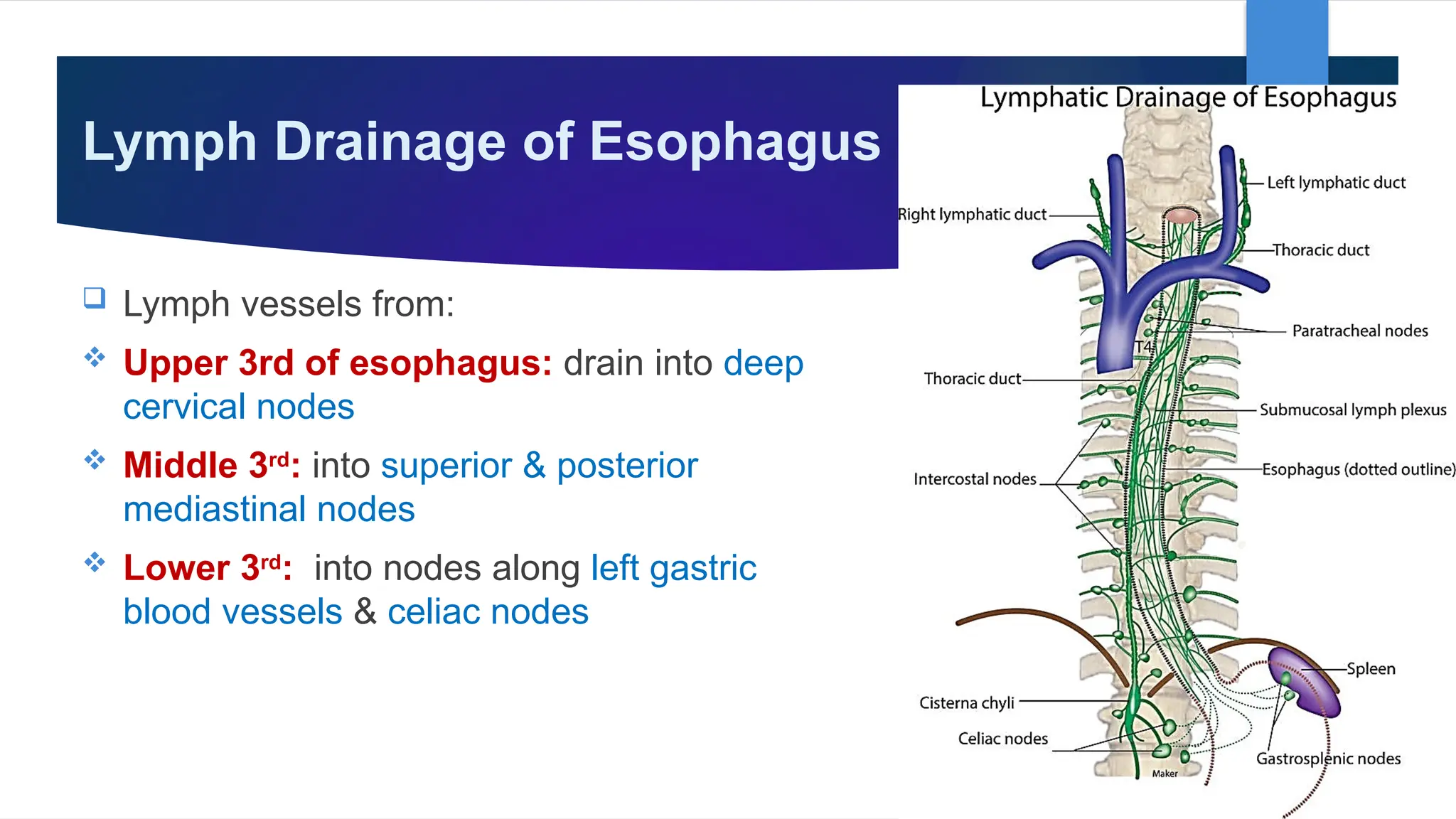 GIT, Esophagus, Stomach & Abdomen BY Dr. Rabia Inam Gandapore.pptx