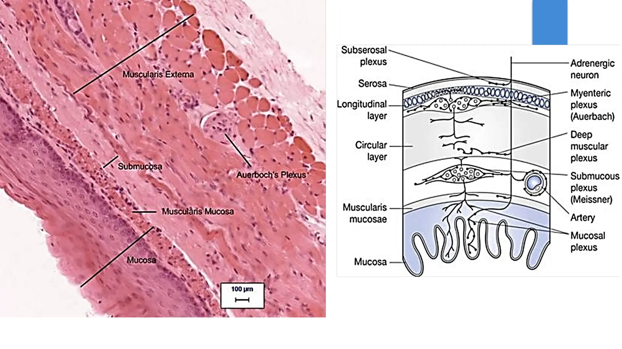GIT, Esophagus, Stomach & Abdomen BY Dr. Rabia Inam Gandapore.pptx