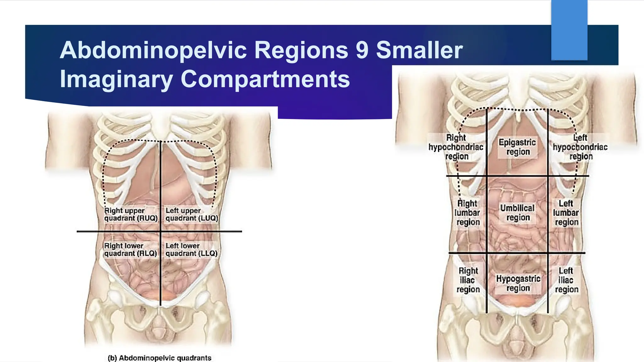 GIT, Esophagus, Stomach & Abdomen BY Dr. Rabia Inam Gandapore.pptx