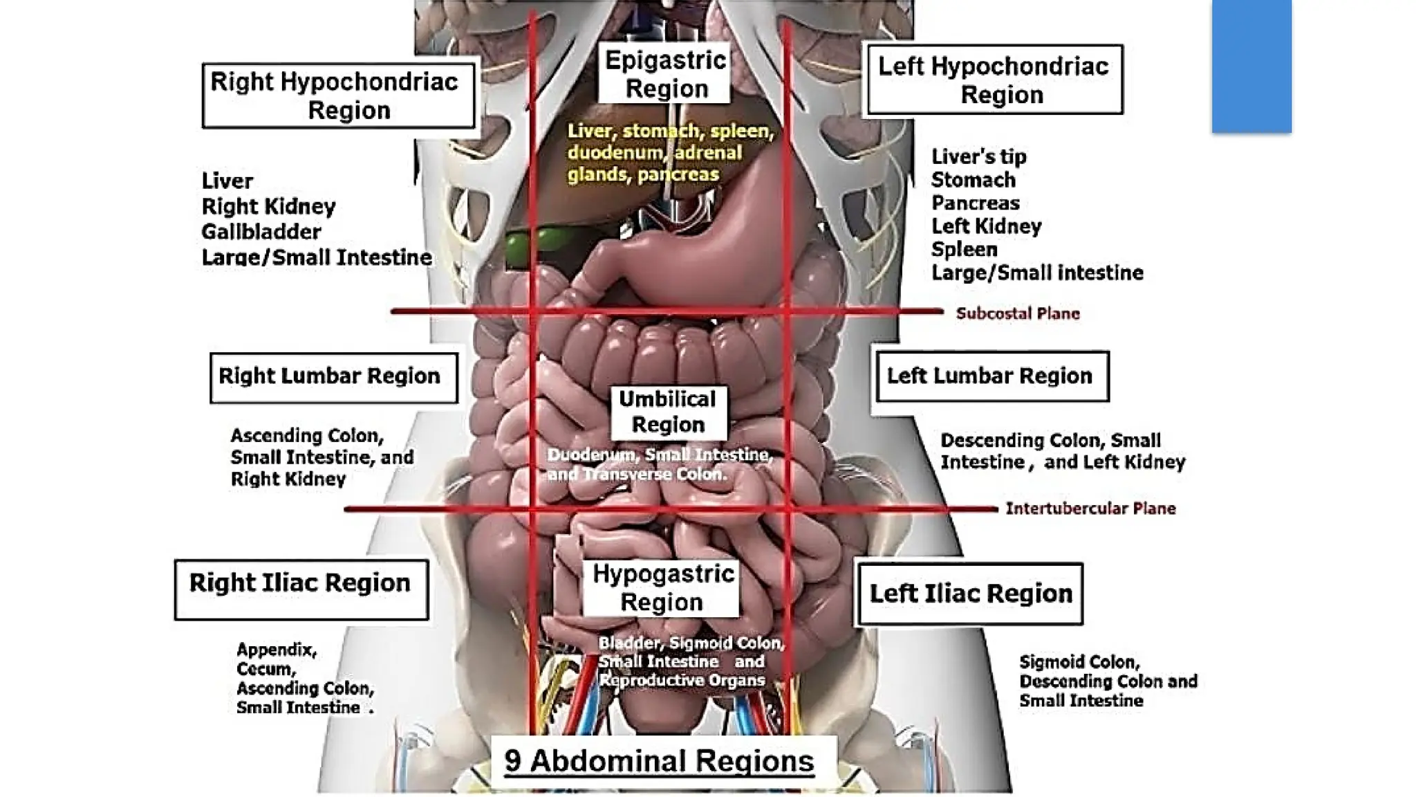 GIT, Esophagus, Stomach & Abdomen BY Dr. Rabia Inam Gandapore.pptx
