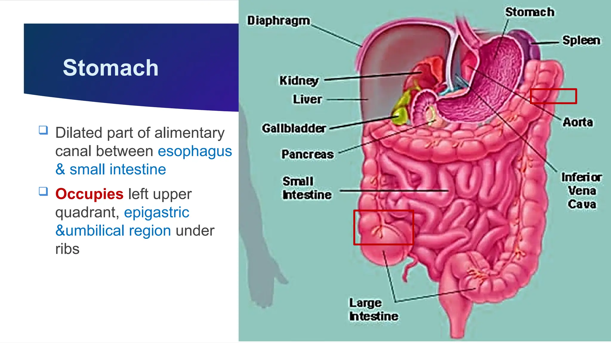 GIT, Esophagus, Stomach & Abdomen BY Dr. Rabia Inam Gandapore.pptx