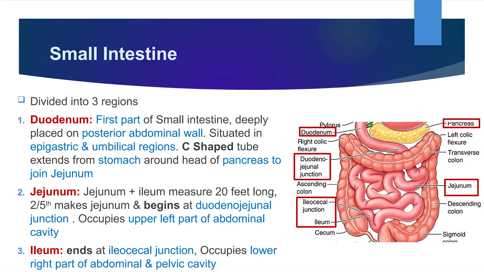GIT, Esophagus, Stomach & Abdomen BY Dr. Rabia Inam Gandapore.pptx