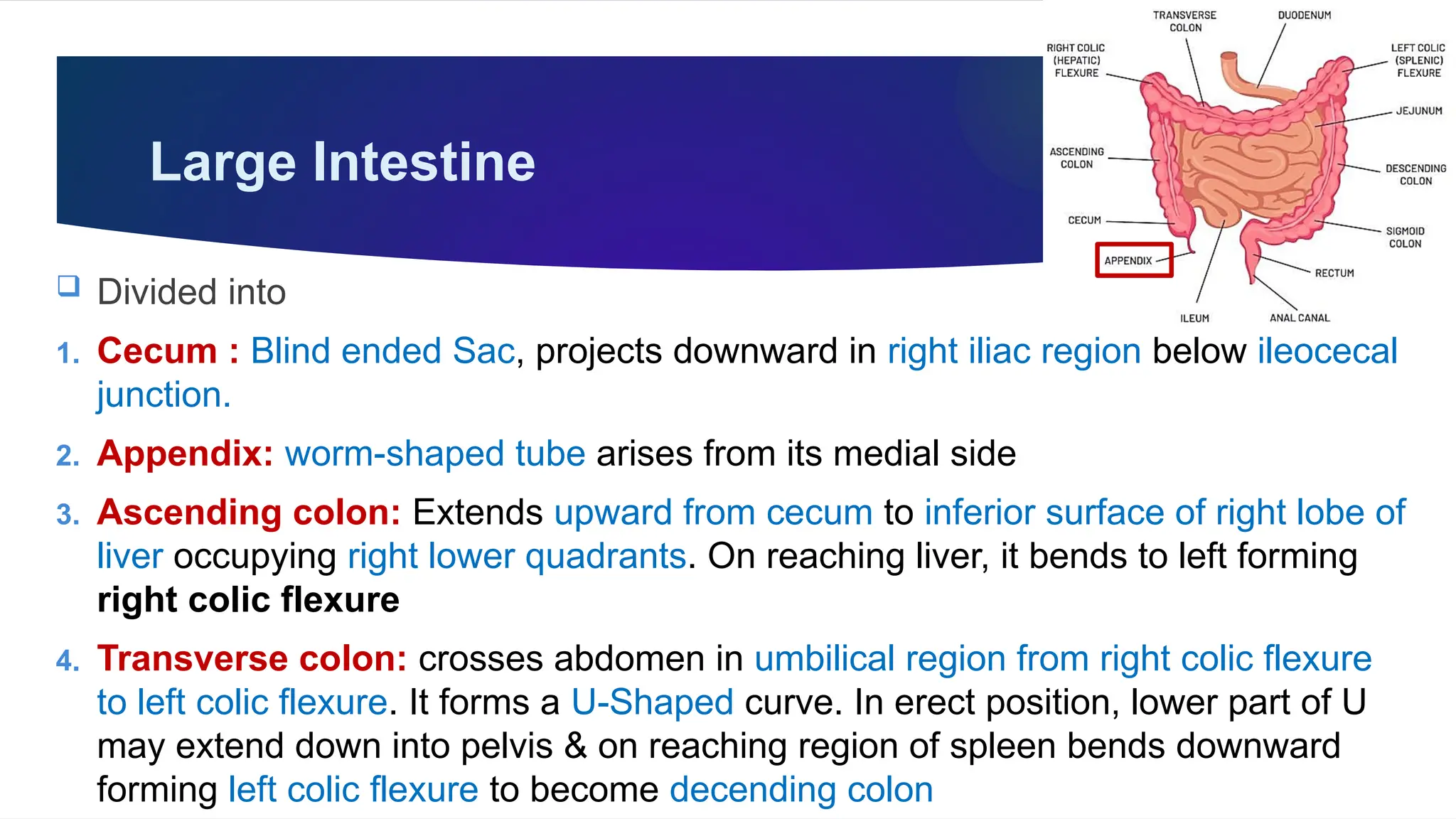 GIT, Esophagus, Stomach & Abdomen BY Dr. Rabia Inam Gandapore.pptx