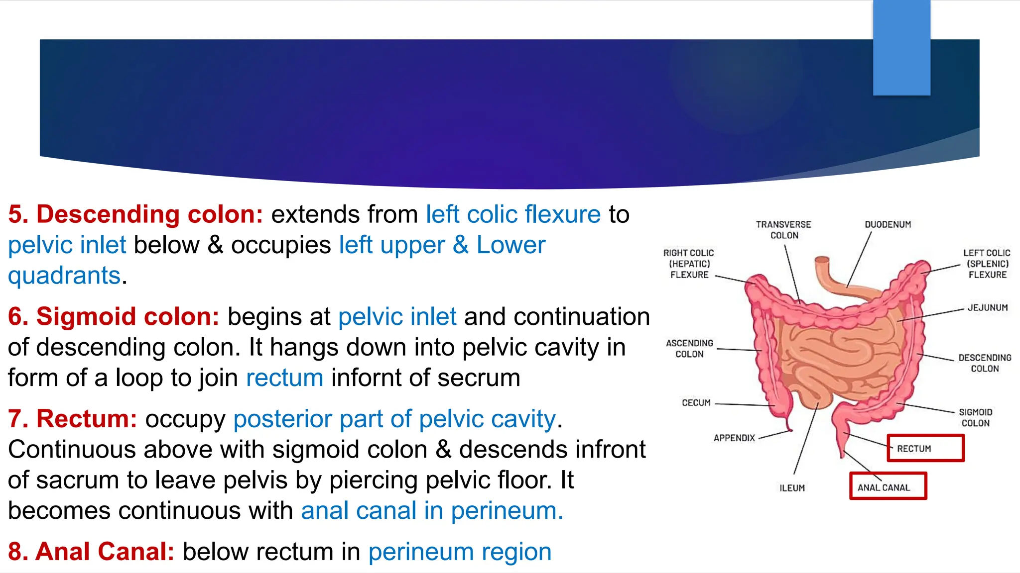 GIT, Esophagus, Stomach & Abdomen BY Dr. Rabia Inam Gandapore.pptx