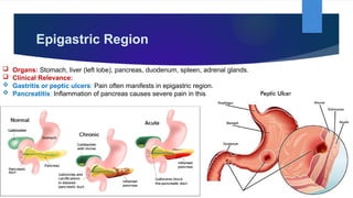 GIT, Esophagus, Stomach & Abdomen BY Dr. Rabia Inam Gandapore.pptx