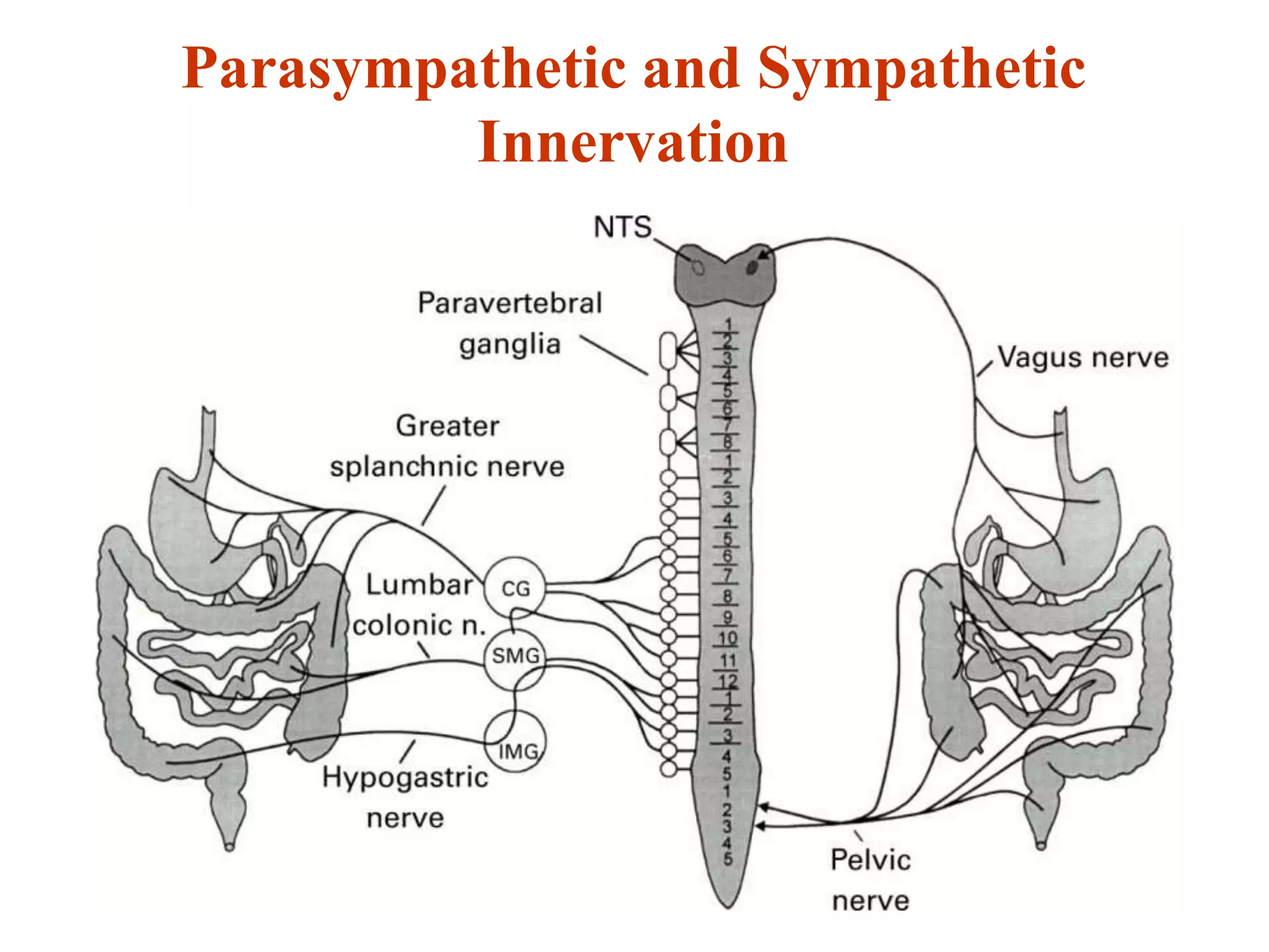 GIT Physiology I | PPTX