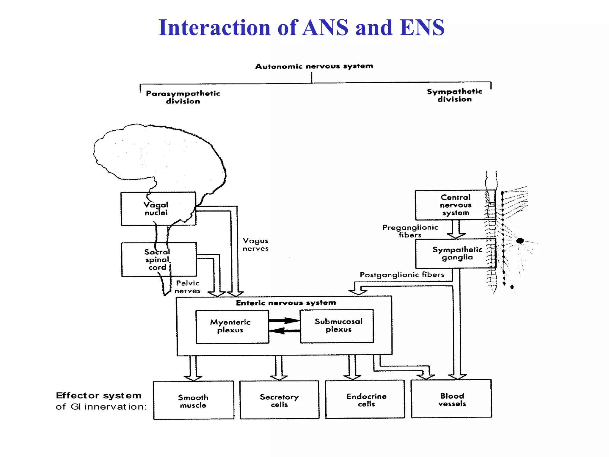 GIT Physiology I | PPTX