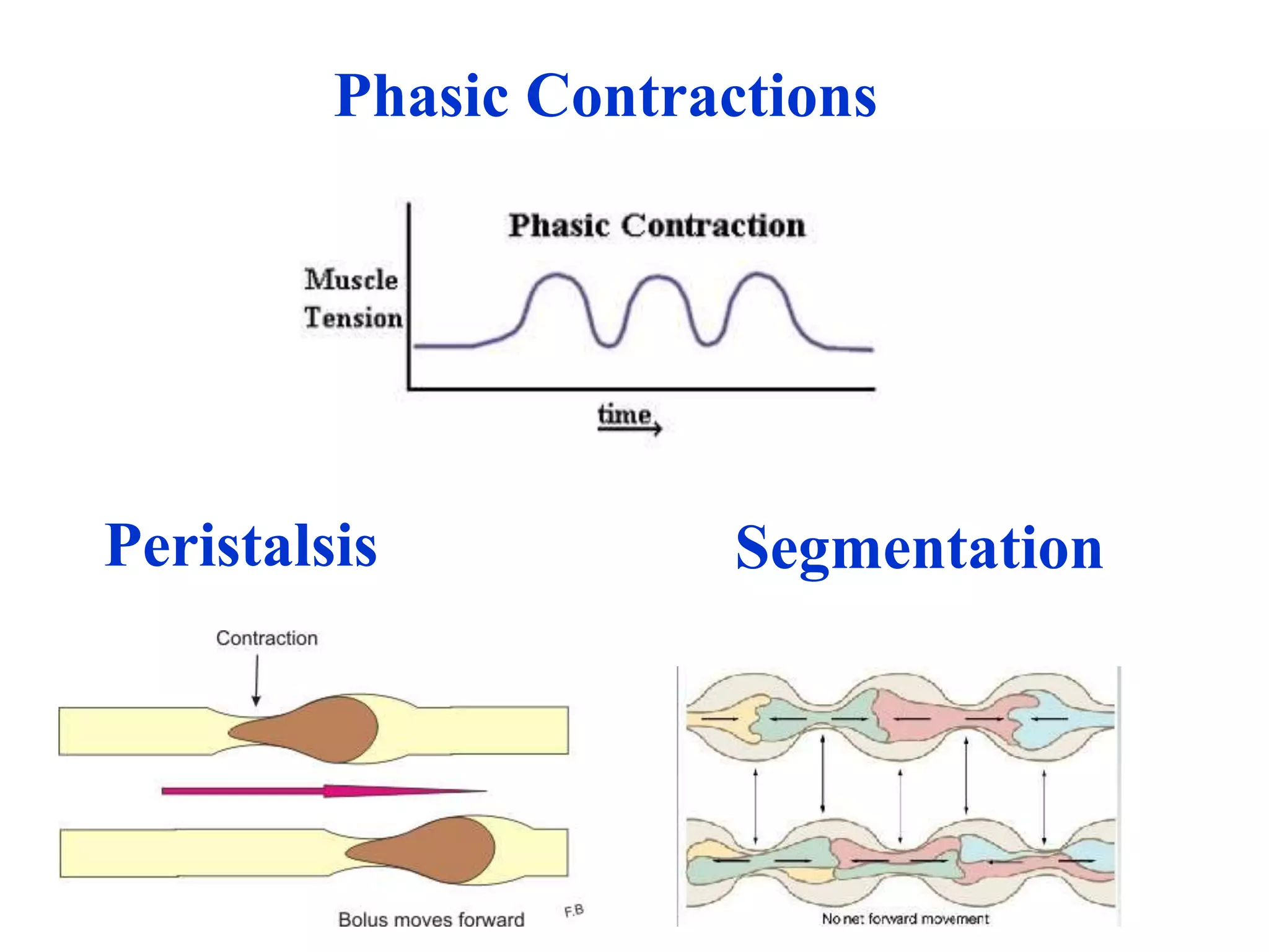 GIT Physiology I | PPTX