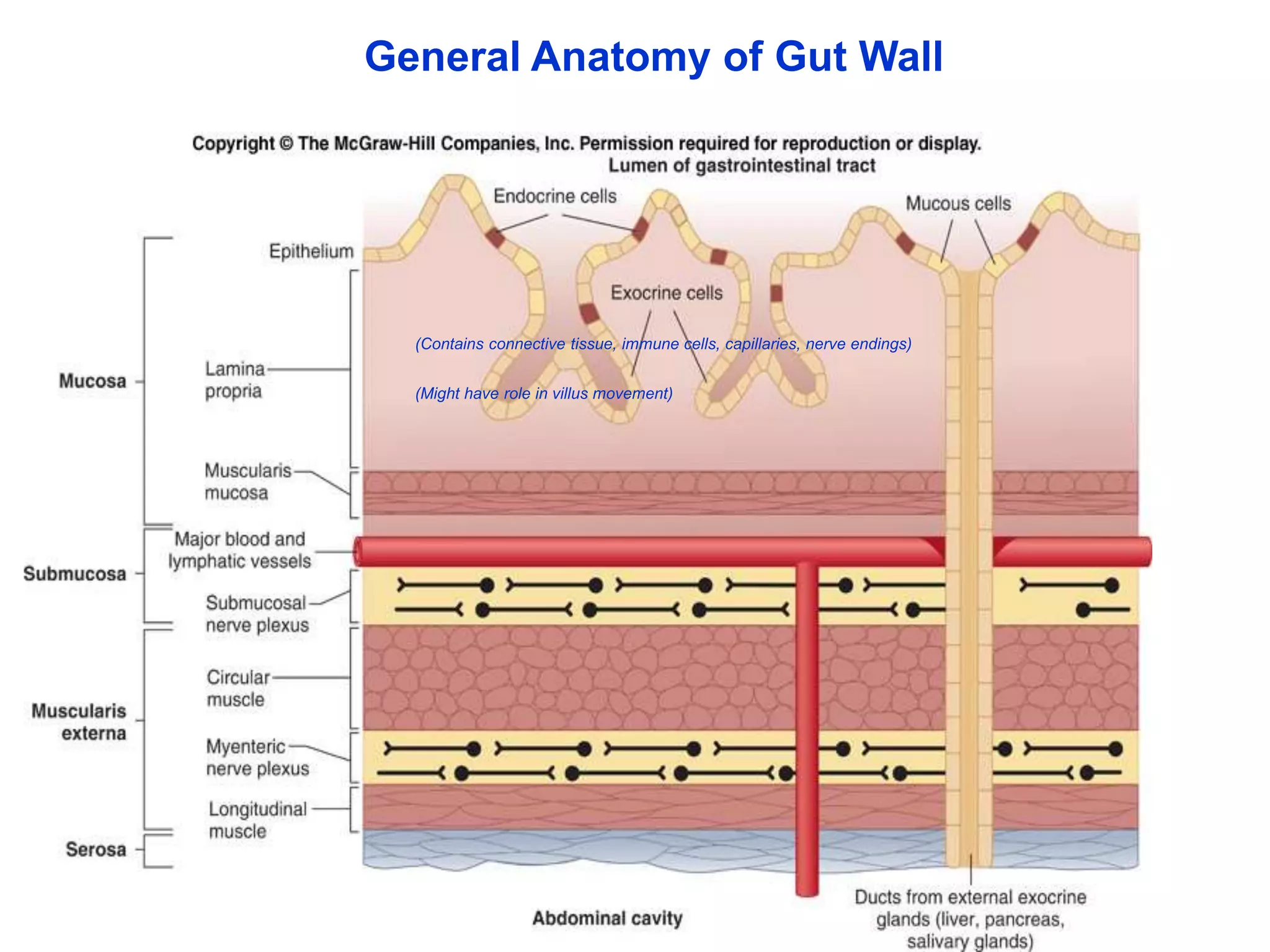 GIT Physiology I | PPTX