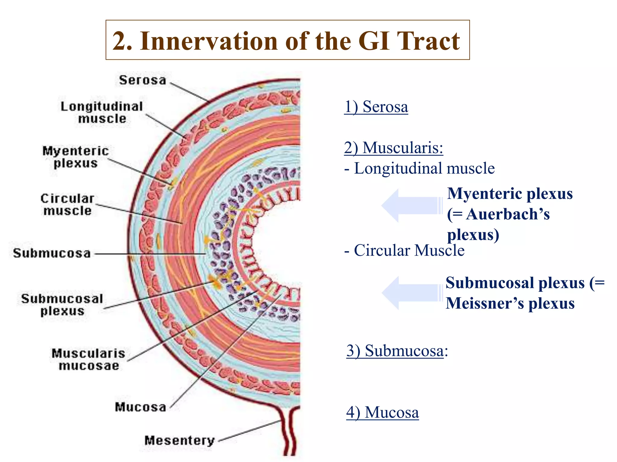 GIT Physiology I | PPTX