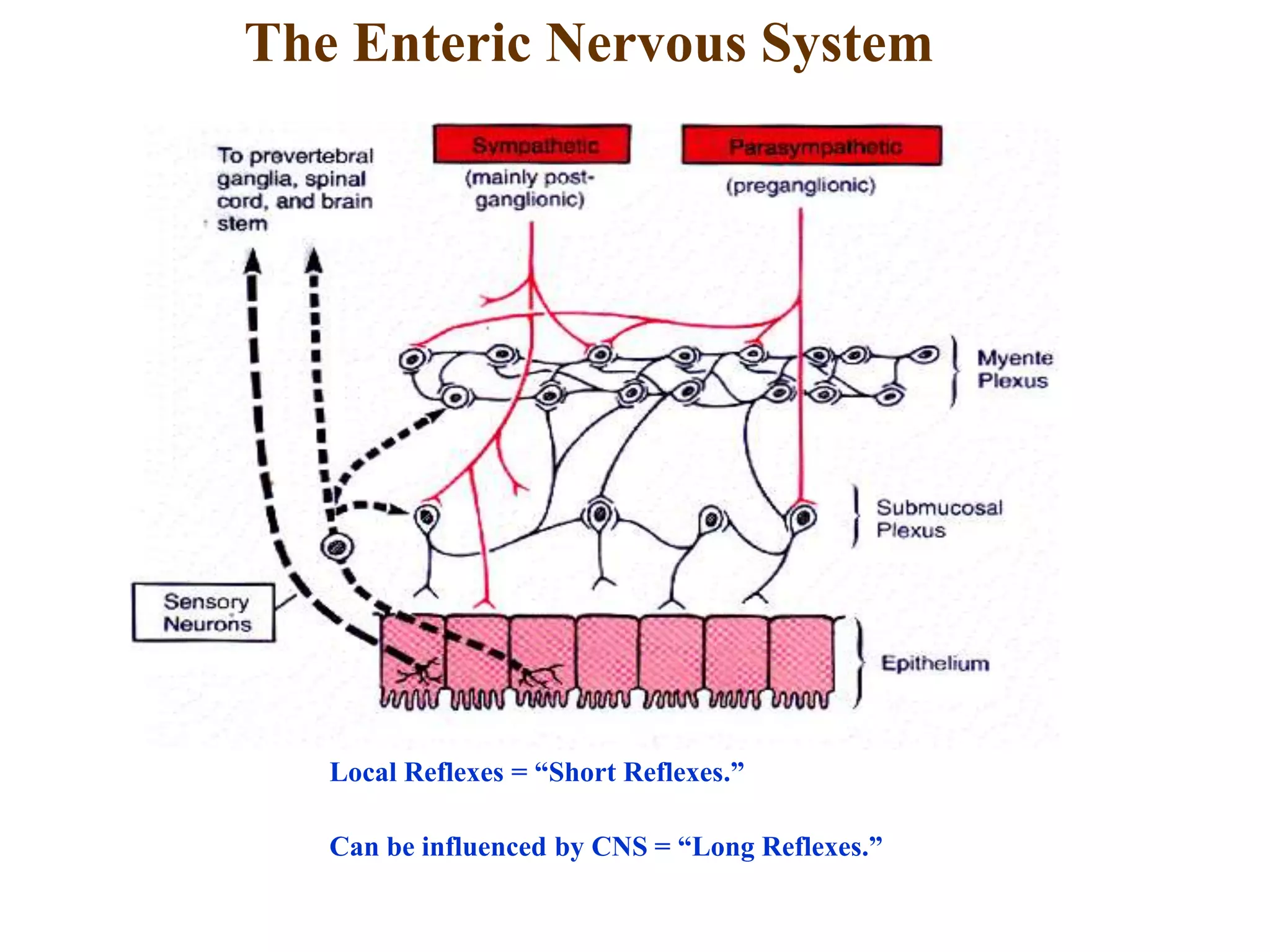 GIT Physiology I | PPTX