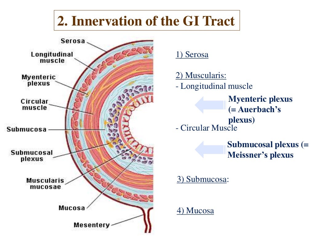 GIT Physiology I