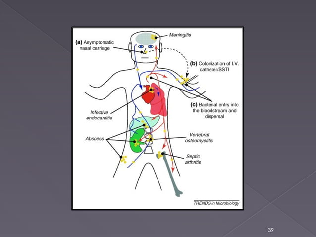 نسخة من GIT infections microbiology (1)-2017.pptx