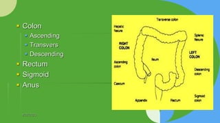 GIT LECTURE 1 Anatomy and Physiology.pptx