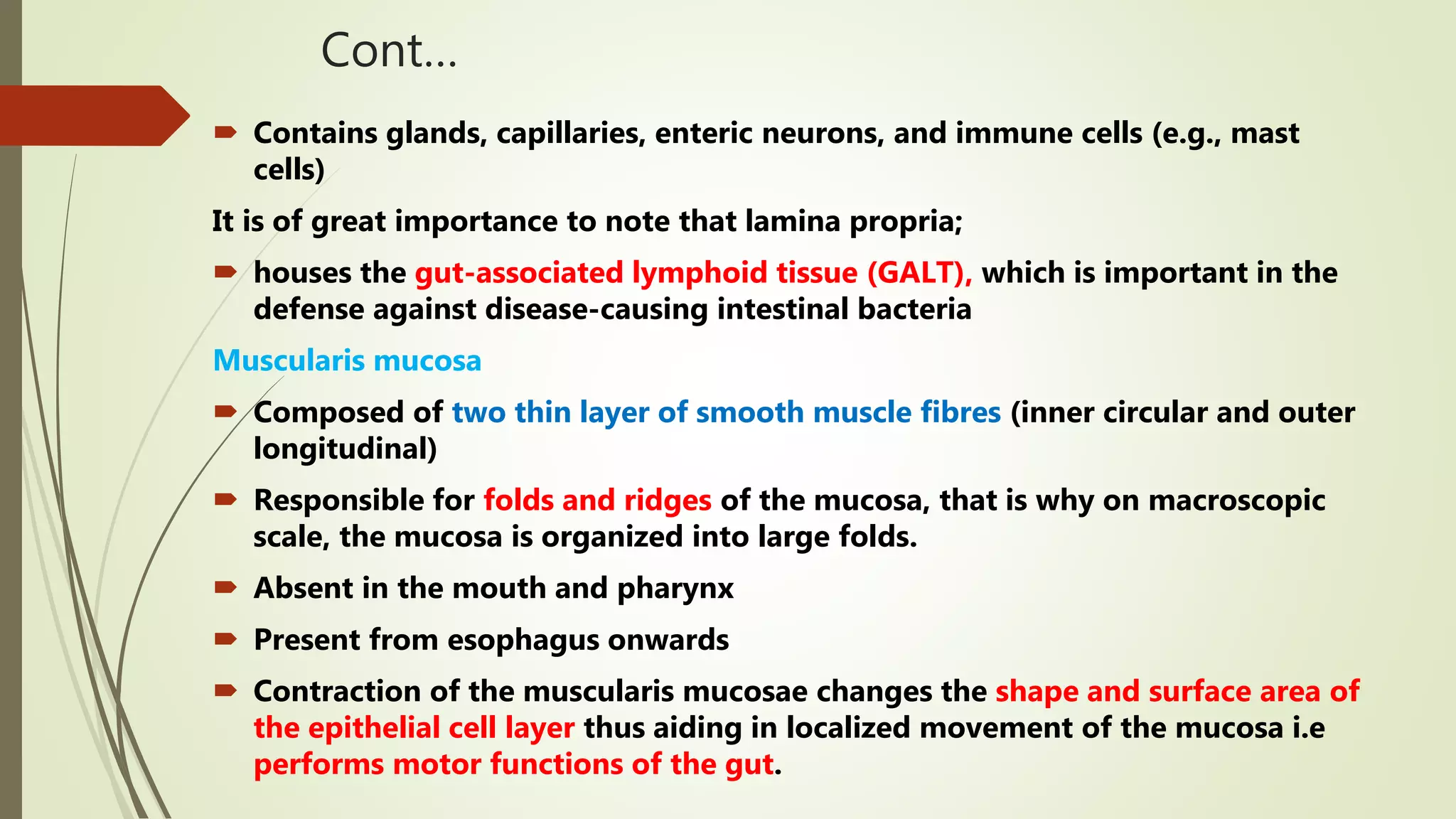 GIT PHYSIOLOGY 2 FUNCTIONAL ANATOMY | PPTX
