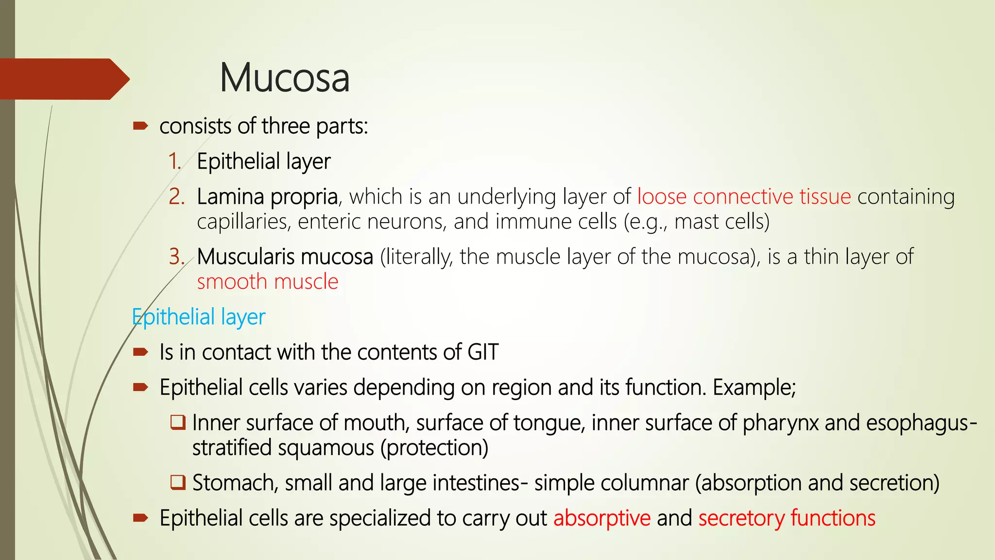 GIT PHYSIOLOGY 2 FUNCTIONAL ANATOMY | PPTX