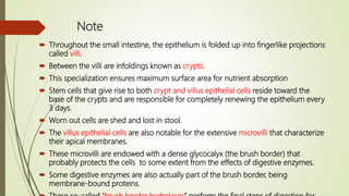 GIT PHYSIOLOGY 2 FUNCTIONAL ANATOMY | PPT