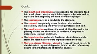 GIT PHYSIOLOGY 2 FUNCTIONAL ANATOMY | PPTX