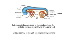 GIT embryology By Dr Parashuram Waddar Pediatrician | PPTX