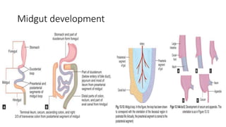 GIT embryology By Dr Parashuram Waddar Pediatrician | PPTX