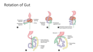 GIT embryology By Dr Parashuram Waddar Pediatrician | PPTX