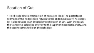 GIT embryology By Dr Parashuram Waddar Pediatrician | PPTX