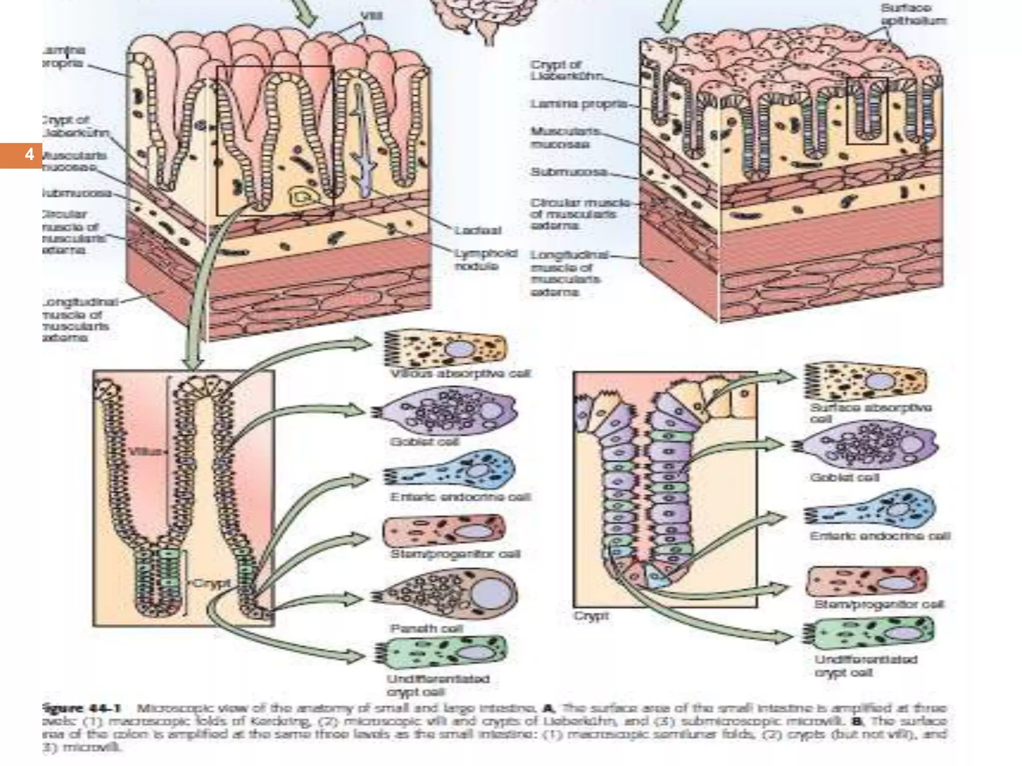 GIT SECRETIONS, DIGESTION & ABSORPTION.pptx