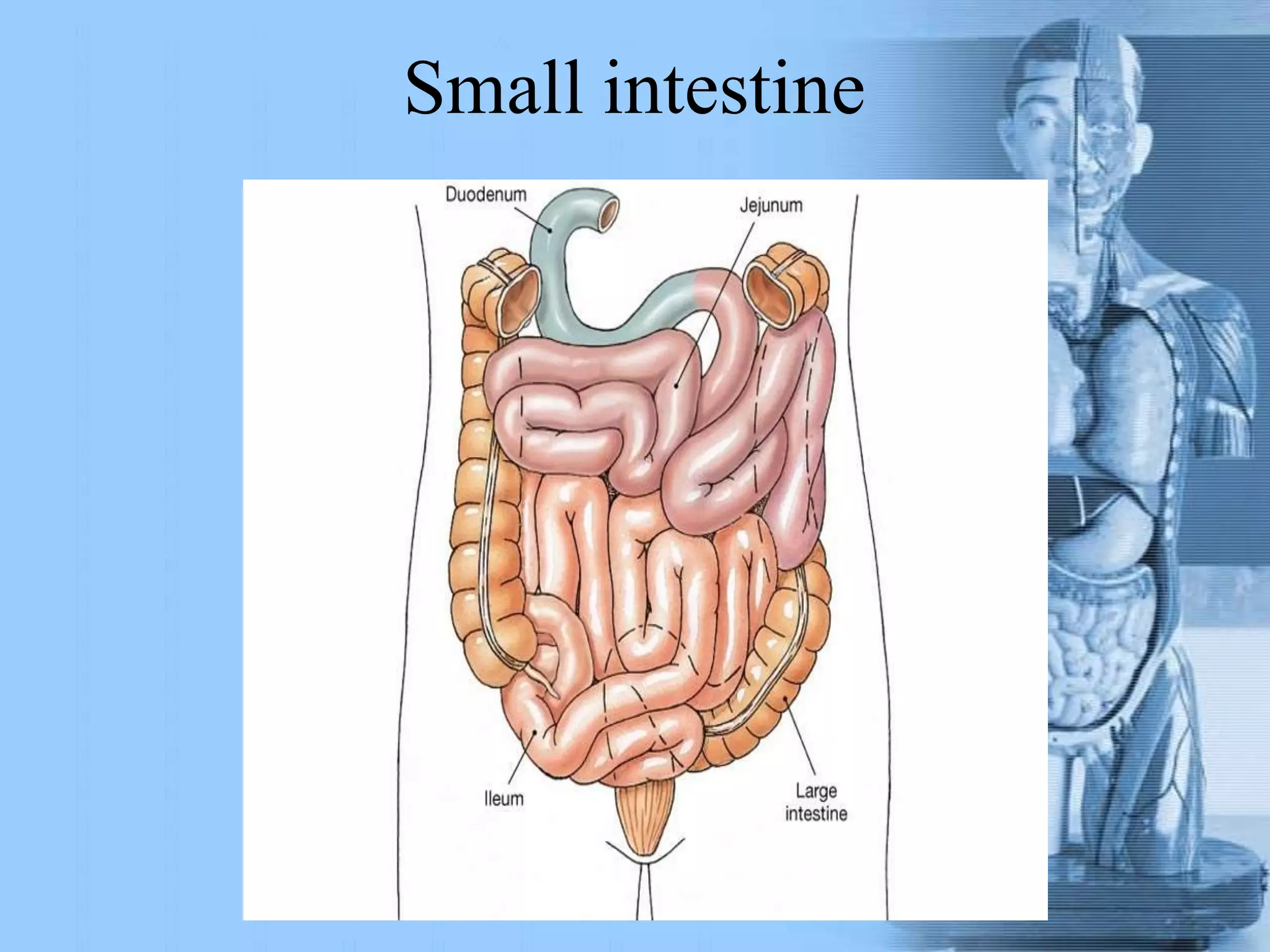 Git system Anatomy & Physiology | PPTX | Ear, Nose and Throat ...