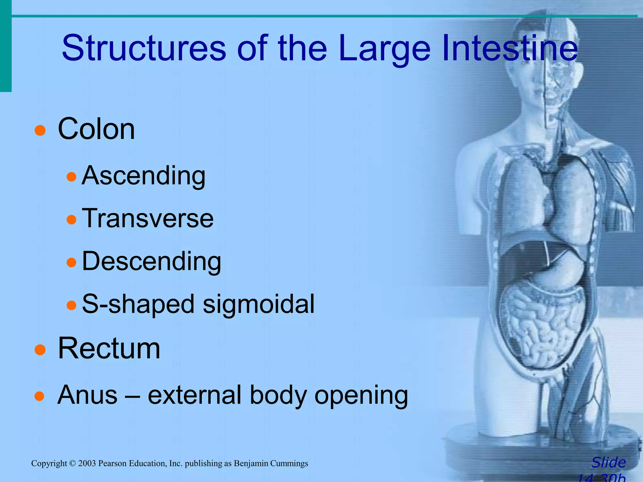 Git system Anatomy & Physiology | PPTX