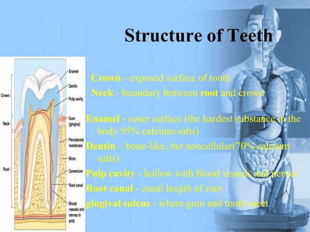 Git system Anatomy & Physiology | PPTX | Ear, Nose and Throat ...
