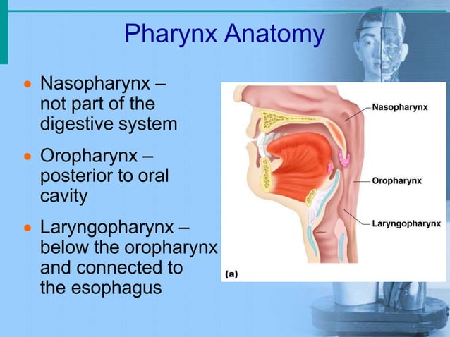 Git system Anatomy & Physiology | PPTX | Ear, Nose and Throat Conditions | Diseases and Conditions