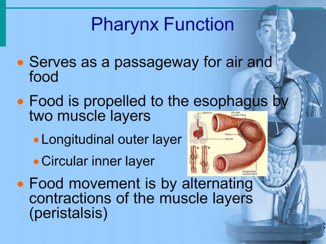 Git system Anatomy & Physiology | PPTX | Ear, Nose and Throat Conditions | Diseases and Conditions