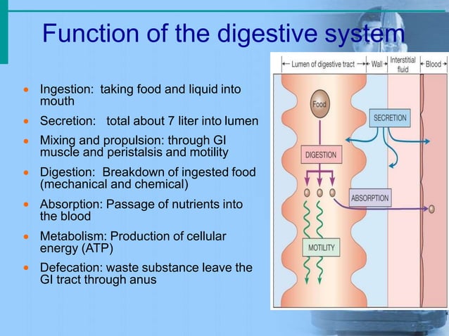 Git system Anatomy & Physiology | PPTX | Ear, Nose and Throat ...