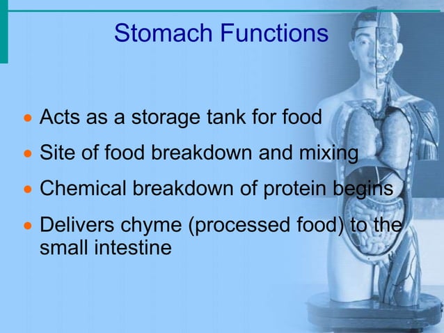 Git system Anatomy & Physiology | PPTX | Ear, Nose and Throat ...