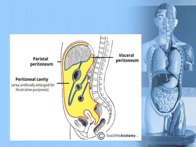 Git system Anatomy & Physiology | PPTX | Ear, Nose and Throat ...
